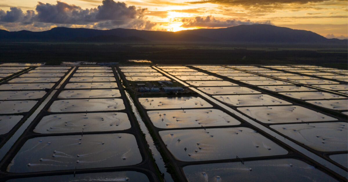 Proserpine Prawn Farm Expansion | Veris